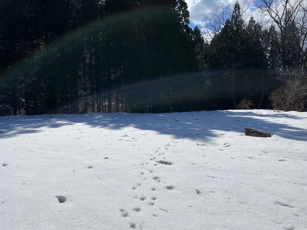 「ふきのとう」を求めて板取へ: 坪内はり灸院のブログ